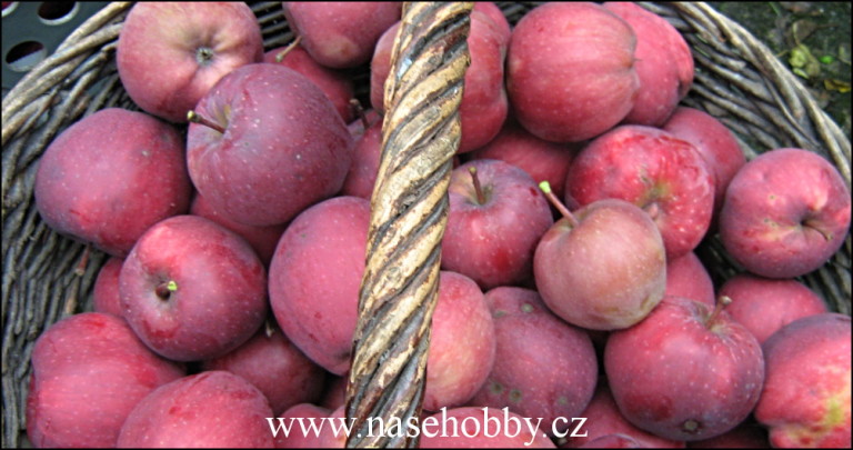 Jablko jako pentagram pro štěstí a zdraví - Naše hobby