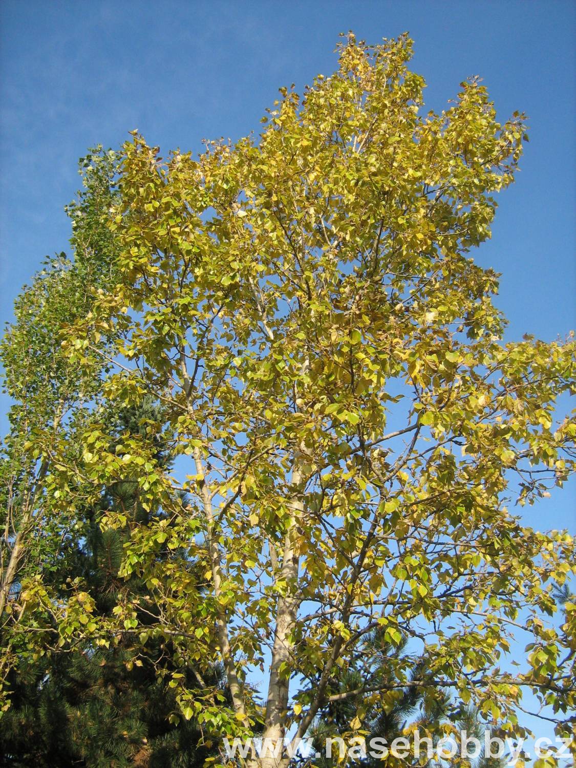 Topol a tis – dva stromy ze záhrobí - Naše hobby