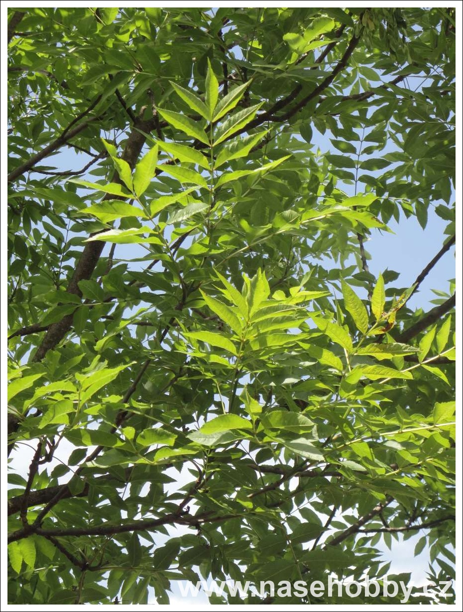 Jasan – zaklepte to na dřevo - NAŠE HOBBY