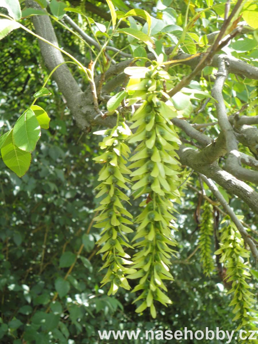 Jasan – zaklepte to na dřevo - Naše hobby