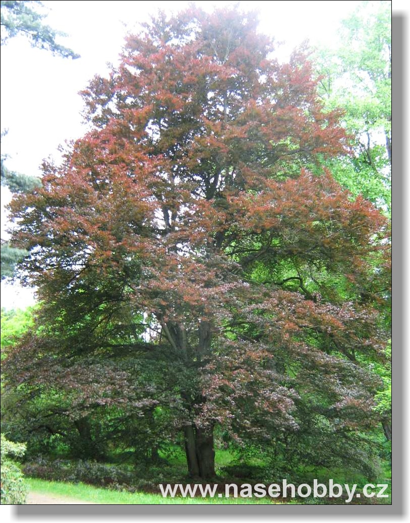 Dub Peruna hromovládného a žaludový dort - Naše hobby