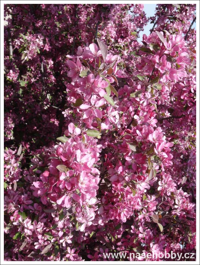 Sakura - okrasná třešeň - Naše hobby