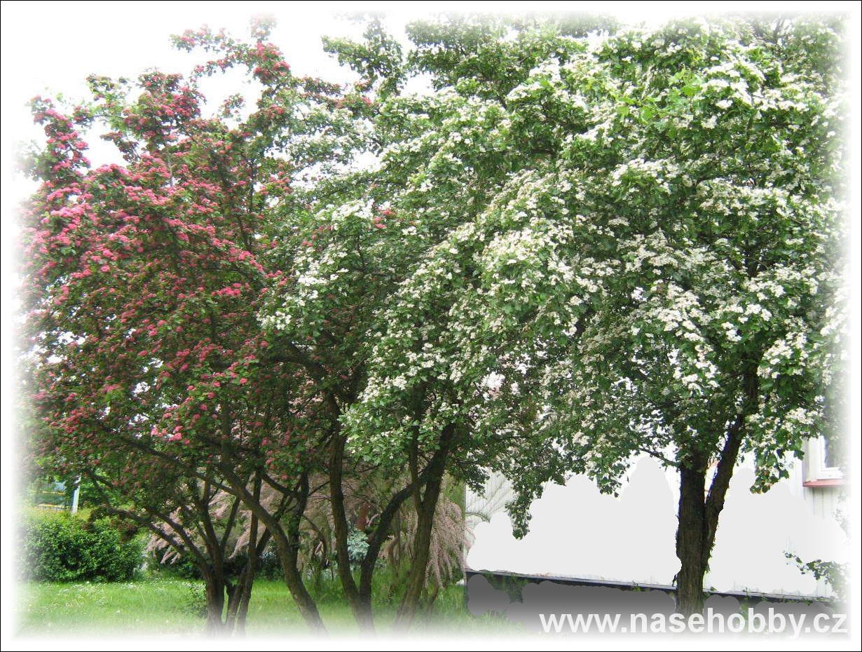 Mé srdce v hlohu zakleté - NAŠE HOBBY