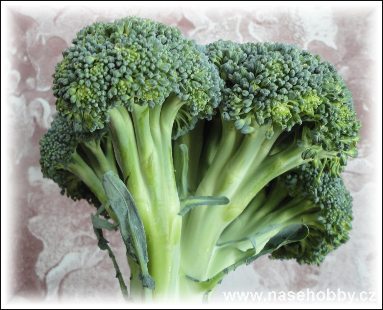 S brokolicí proti rakovině - Naše hobby