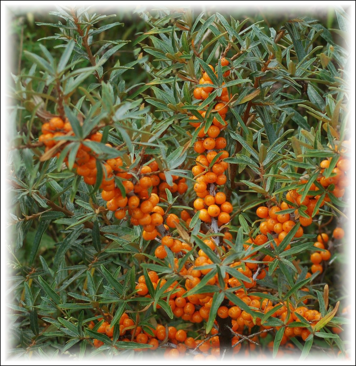 Rakytník - keř zářivých koní a sibiřských citronů - NAŠE HOBBY